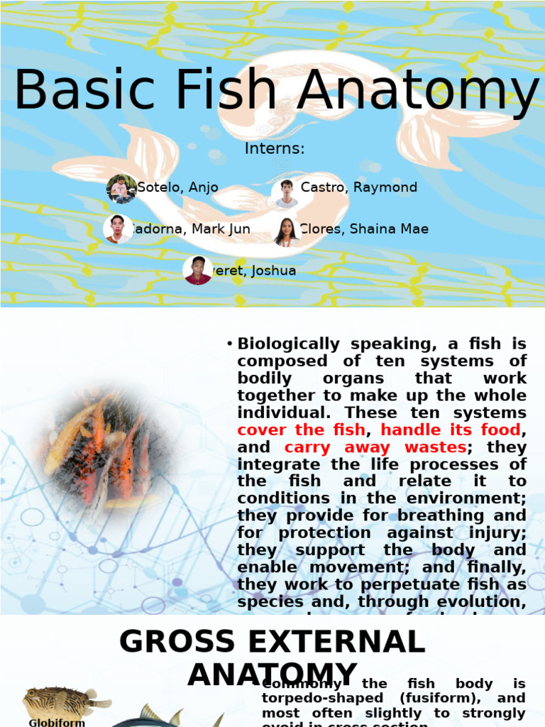 Basic Fish Anatomy | PDF | Skeleton | Vestibular System