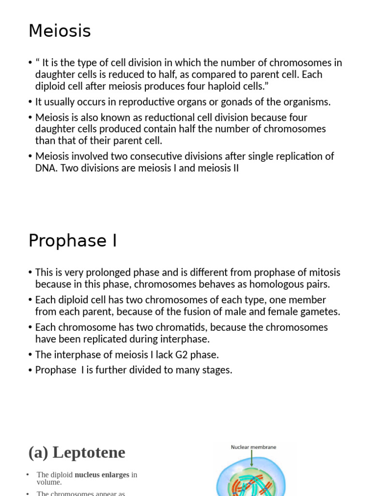 MEIOSIS | PDF | Meiosis | Chromosome