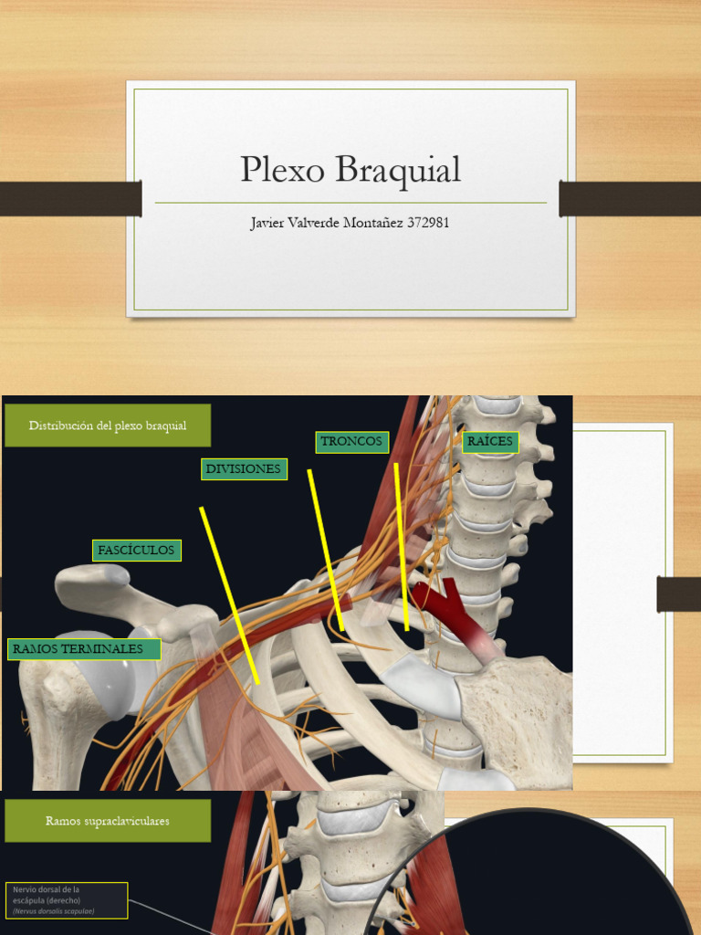 Plexo Braquial(1) | PDF