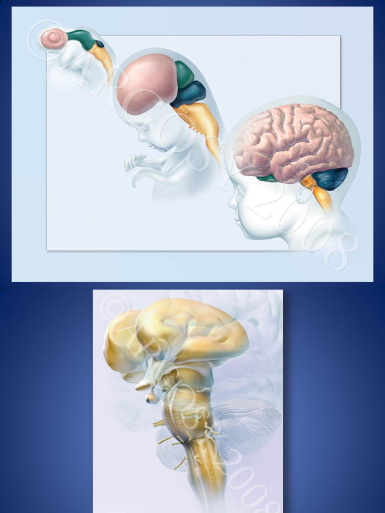 Pons Bulbus Anatomisi | PDF