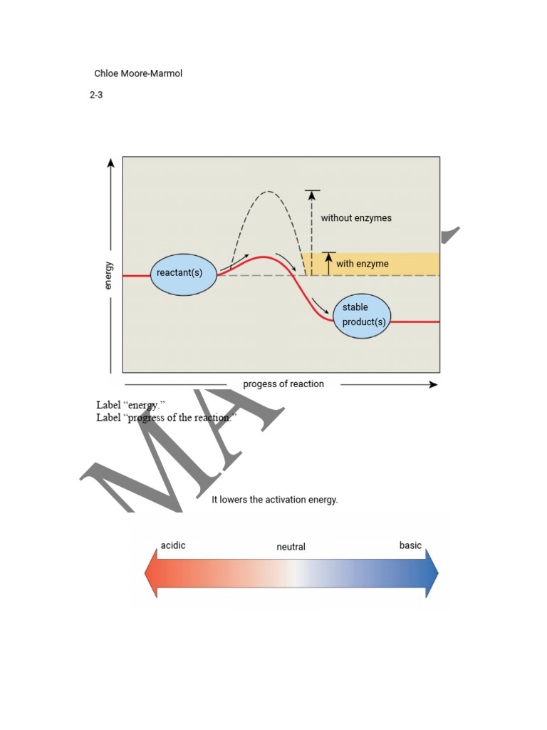 Kami Export - Chloe Moore-Marmol - Mayer AP - Biochemistry ID Lab2a | PDF | Nucleotides ...