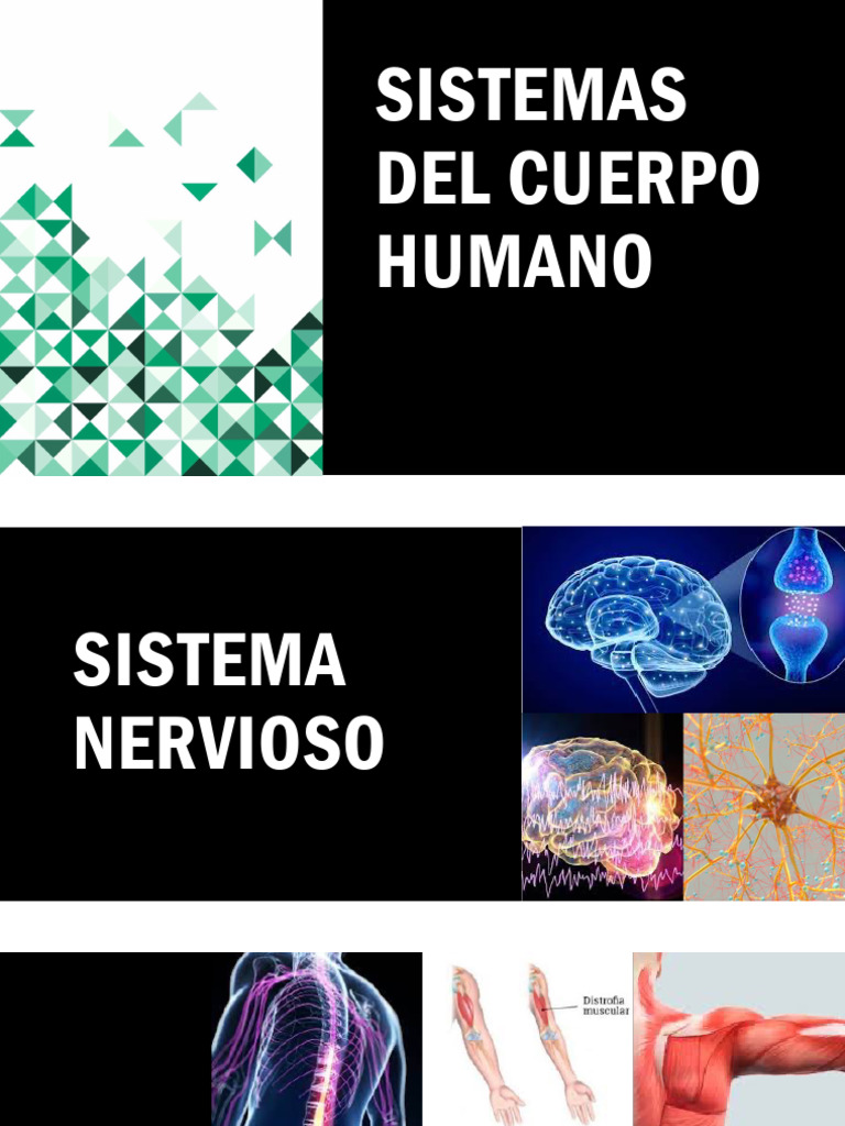 Presentacion Sistemas Del Cuerpo Humano 1 | PDF