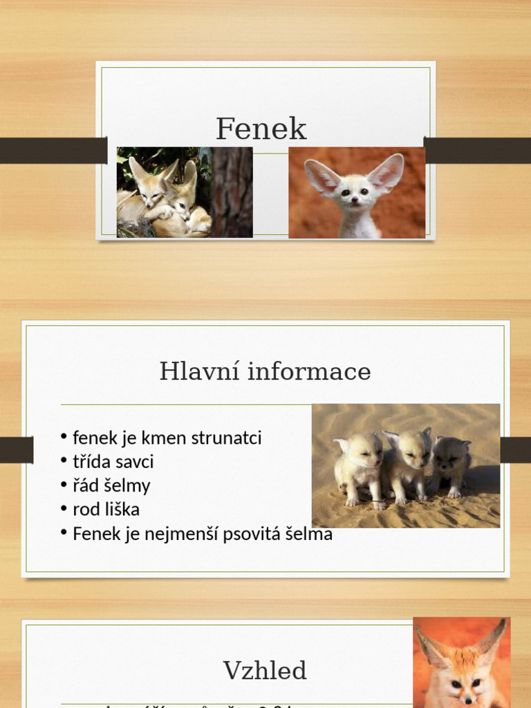 Fenek Prezentace | PDF