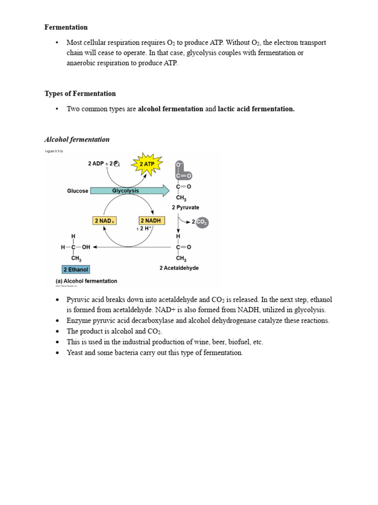 Fermentation Notes | PDF