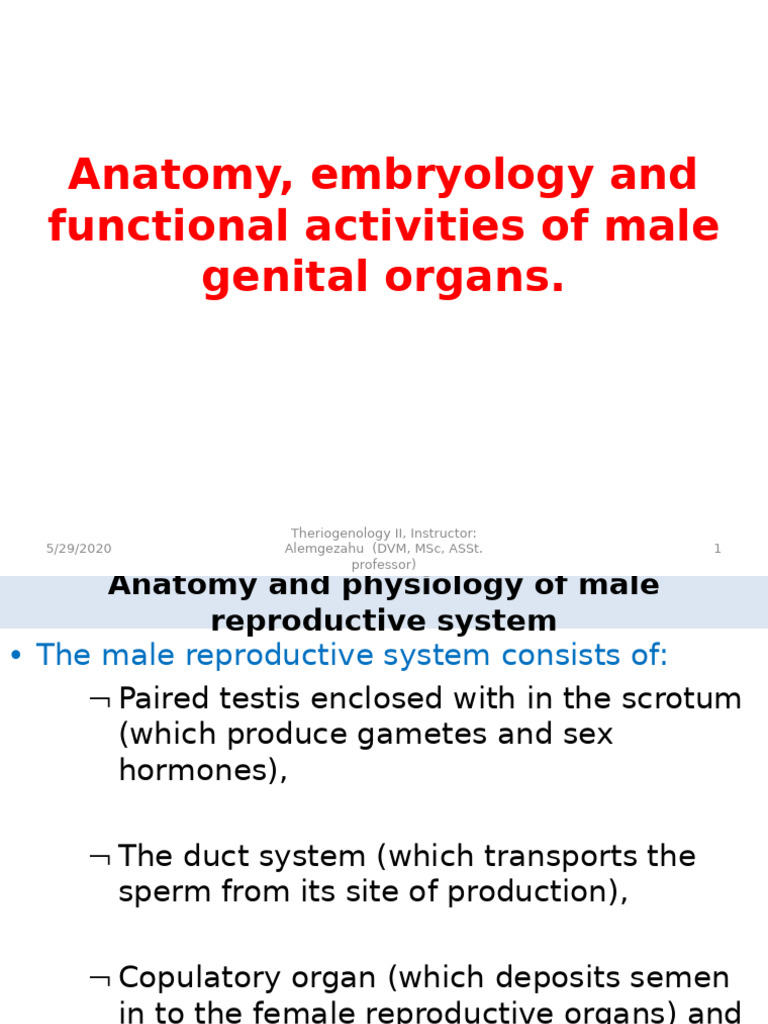 Male Reproductive System Anatomy & Embryology | PDF | Testicle ...