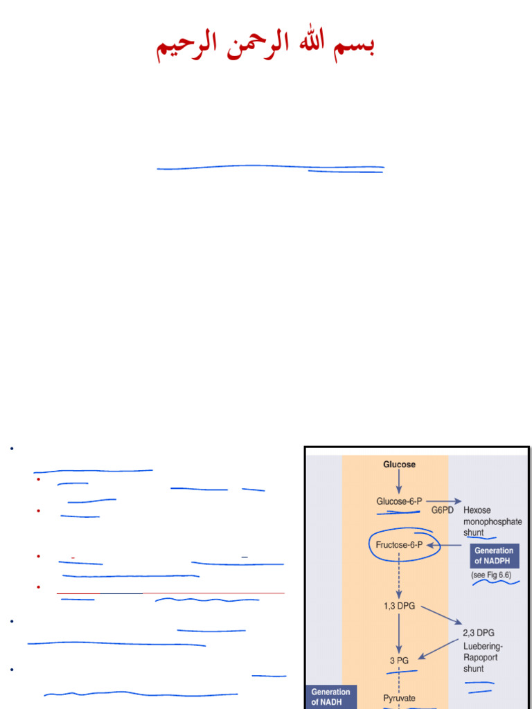 Biochemistry of Glucose-6-Phosphate Dehydrogenase (G6PD) | PDF ...