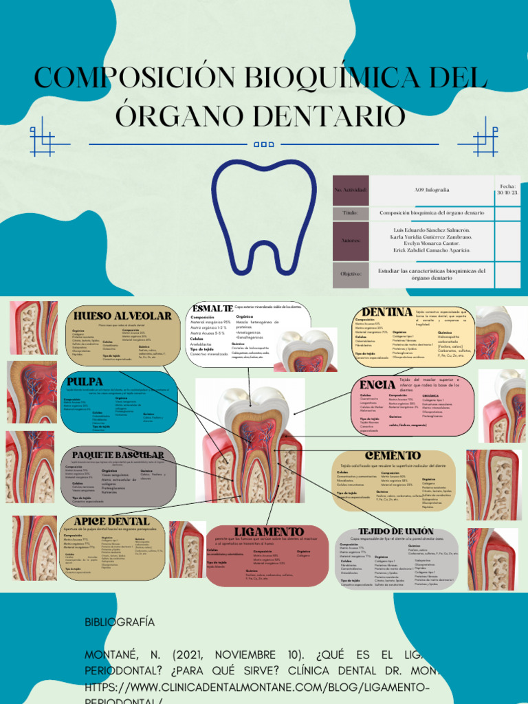 A09 Infografía Composición Bioquímica De Diente Pdf La Matriz