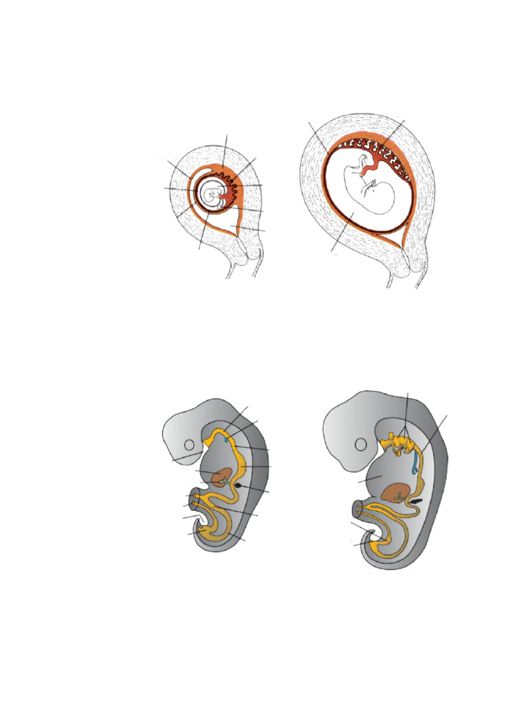 Embrio Imagenes | PDF