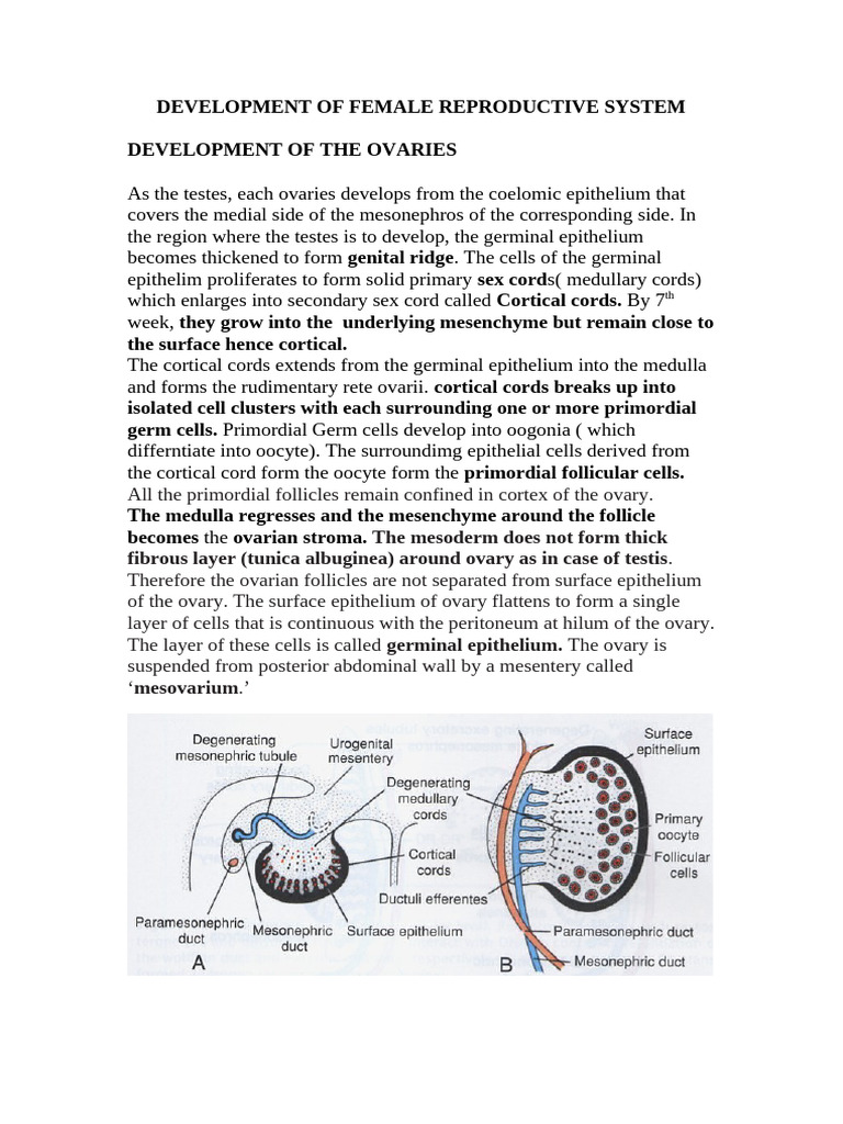 DEVELOPMENT OF FEMALE REPRODUCTIVE SYSTEM | PDF | Vagina | Ovary