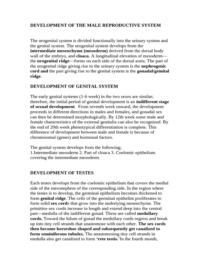 Development of The Male Reproductive System | PDF | Testicle | Prostate