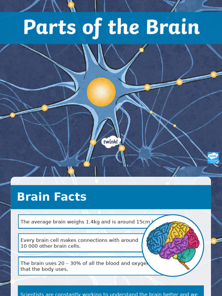 t2 S 1398 ks2 Parts of The Brain Powerpoint - Ver - 4 | PDF | Brainstem ...