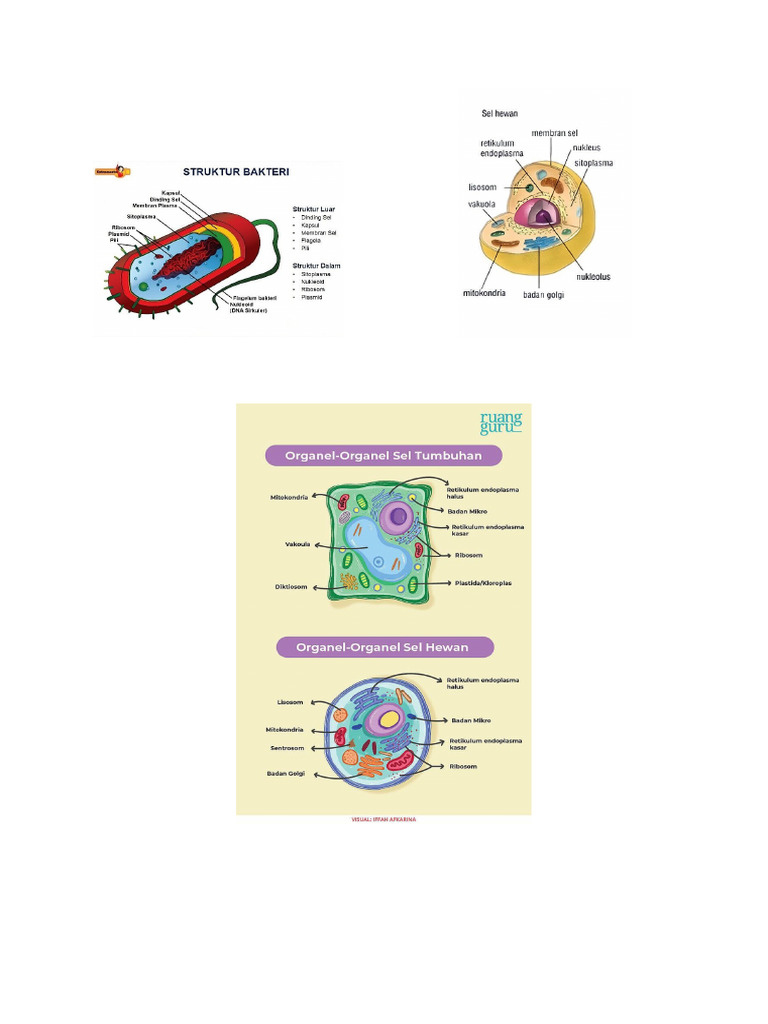 Biologi Sel | PDF