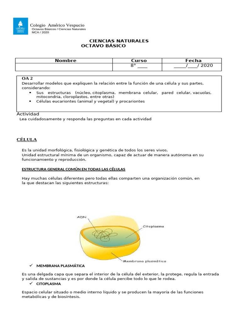 8° Básico Ciencias Naturales GUIA N°1 C.N | PDF | Biología Celular) | Organismos