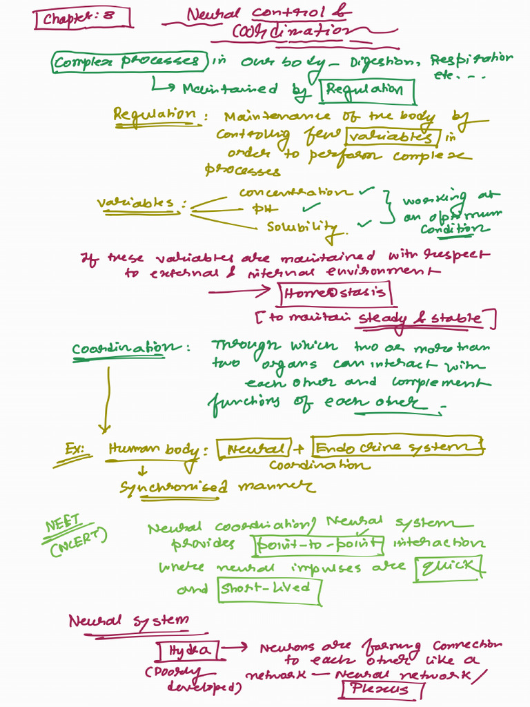Neural Control & Coordination | PDF