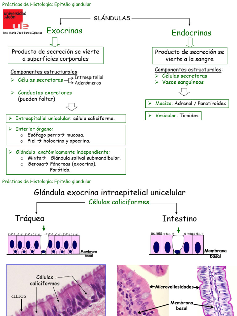 Tema 11. Esquema de Practicas | PDF | Epitelio | Páncreas