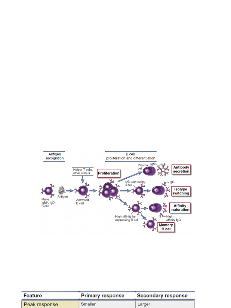 B Lymphocyte Activation Explained | PDF