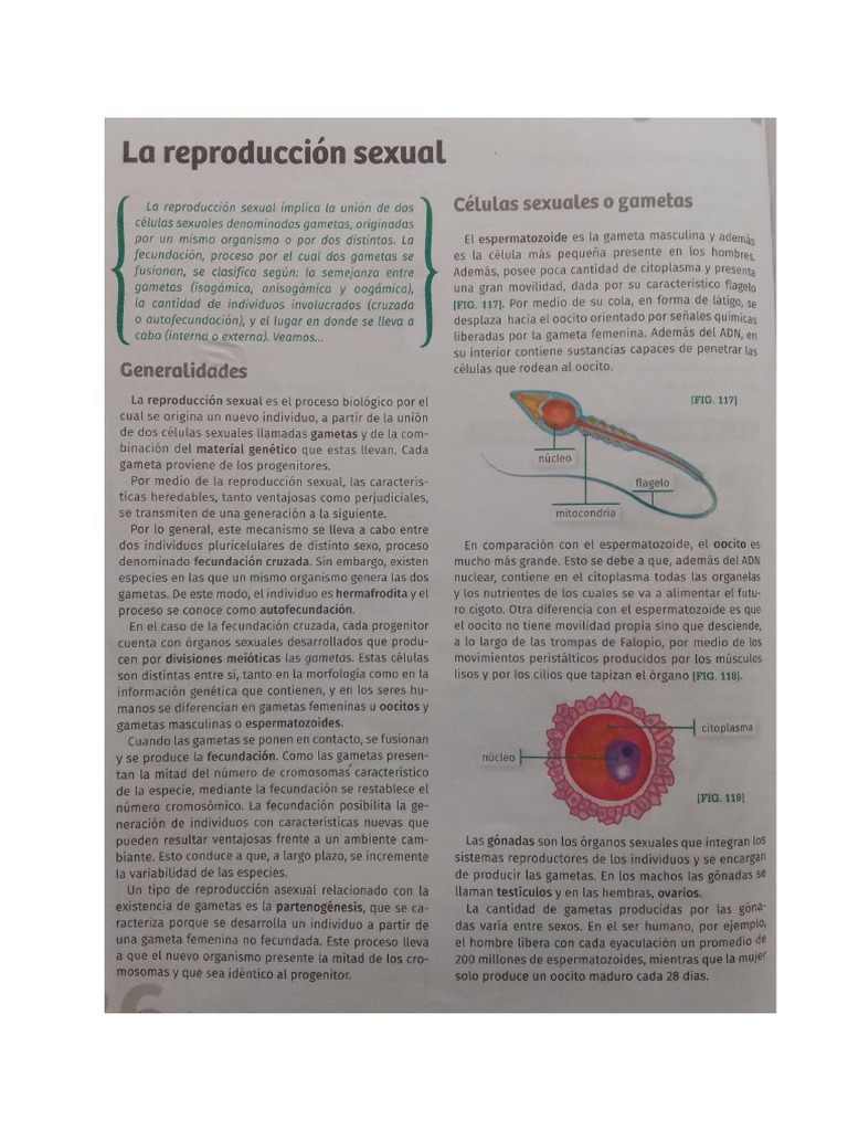 Actividades La Reproducci n Sexual | PDF