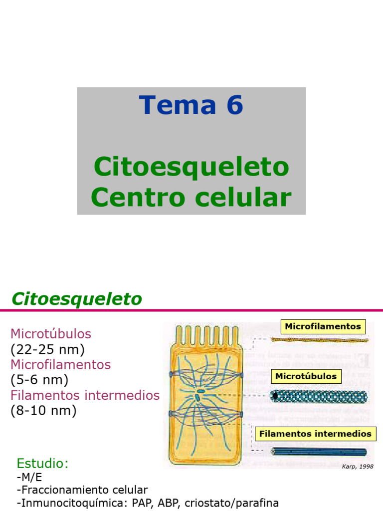Tema 6. Citoesqueleto y Centro Celular. | PDF | Microtúbulos ...