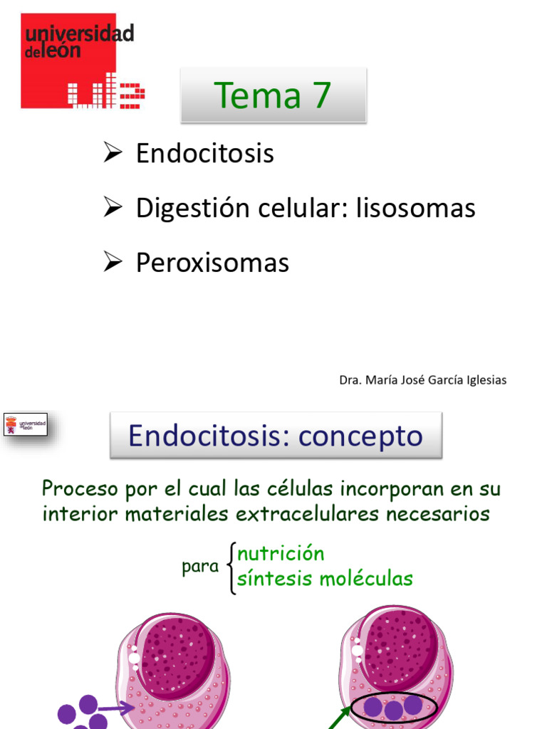 Tema 7. Endocitosis | PDF | Lisosoma | Biofísica