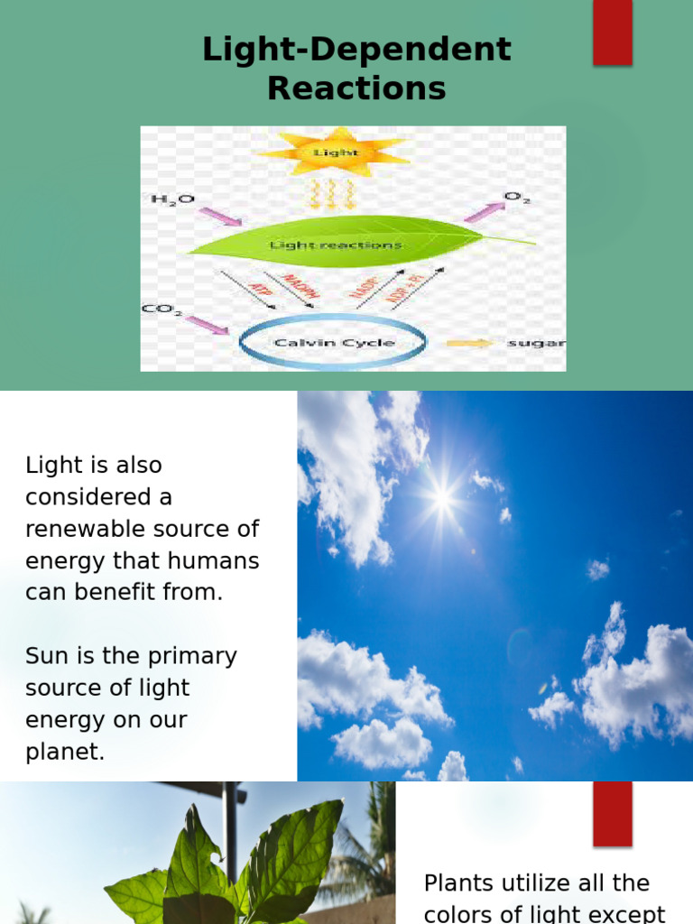 Light-Dependent Reactions in Photosynthesis | PDF | Photosynthesis ...
