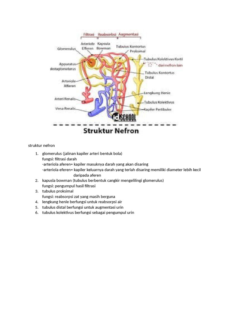 Struktur Nefron | PDF