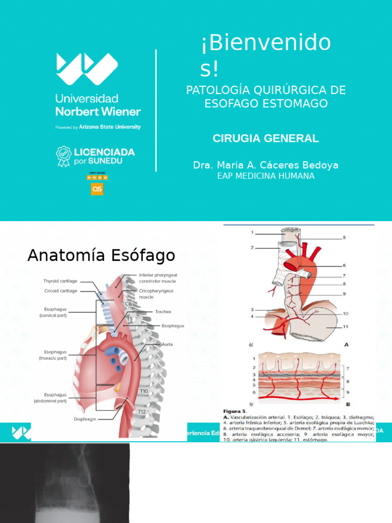3a Clase Esofago Estomago | PDF | Gastroenterología | Sistema digestivo
