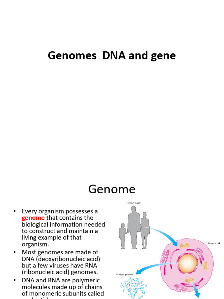 1 Genomes DNA and gene | PDF | Base Pair | Dna