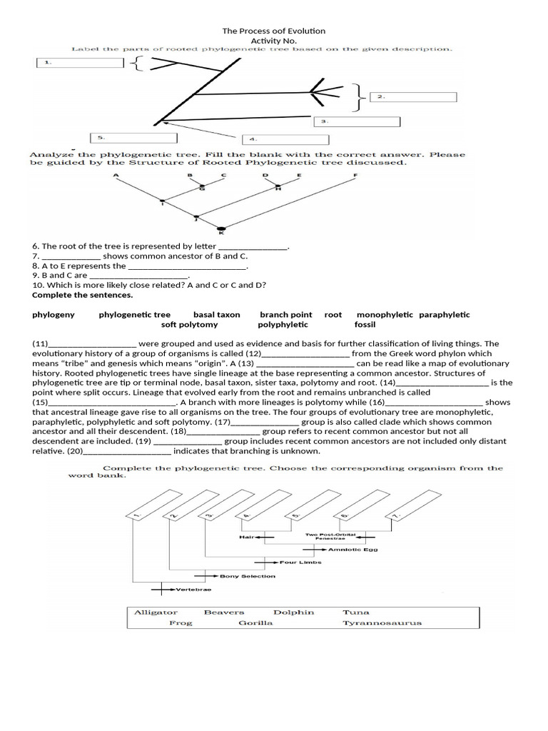 The Process Oof Evolution Activity Sheet | PDF