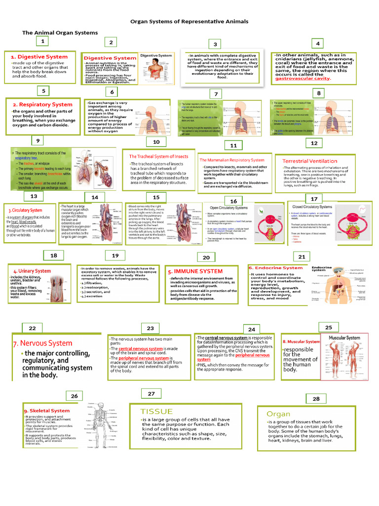 Organ Systems of Representative Animals (aCTIVITY SHEET) | PDF