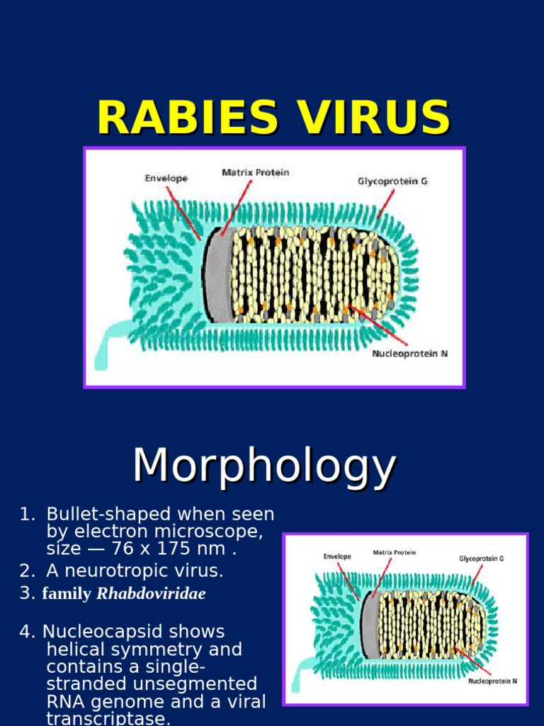 Rabies | PDF | Rabies | Virus