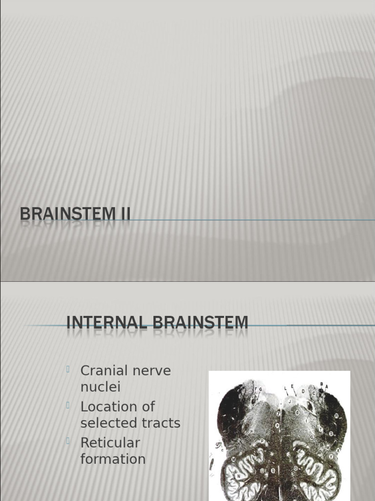 Brainstem I I 2004 | PDF | Brainstem | Human Anatomy