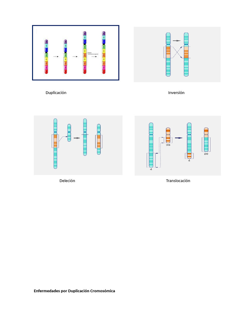 Mutaciones cromosómicas | PDF