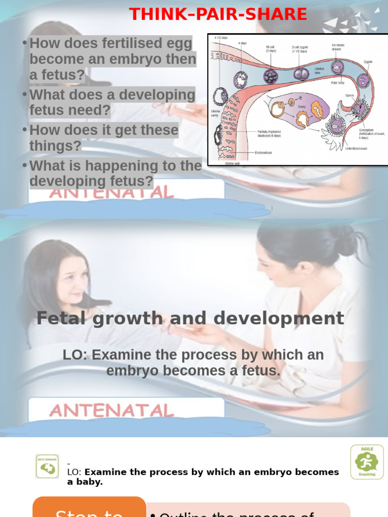 3.4 - Fetal Growth and Development | PDF | Fetus | Placenta