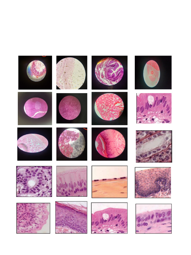 Preparat Jaringan Epitel | PDF