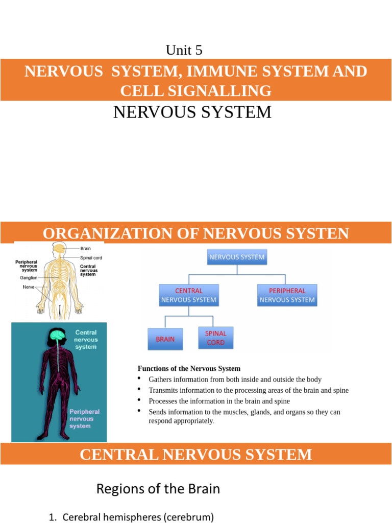 NERVOUS SYSTEM | PDF | Nervous System | Neuron