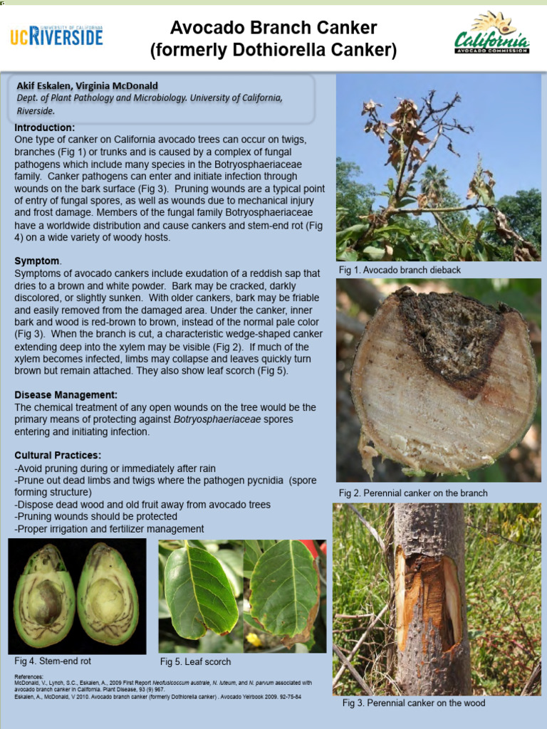 Avocado Branch Canker Disease - 0 | PDF | Trees | Pruning