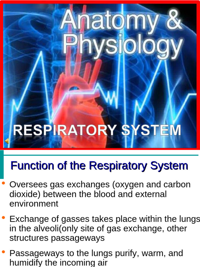 Respiratory System 1 | PDF | Respiratory System | Lung