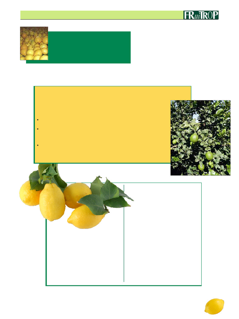 Business plan lemon | PDF | Citrus | Lemon