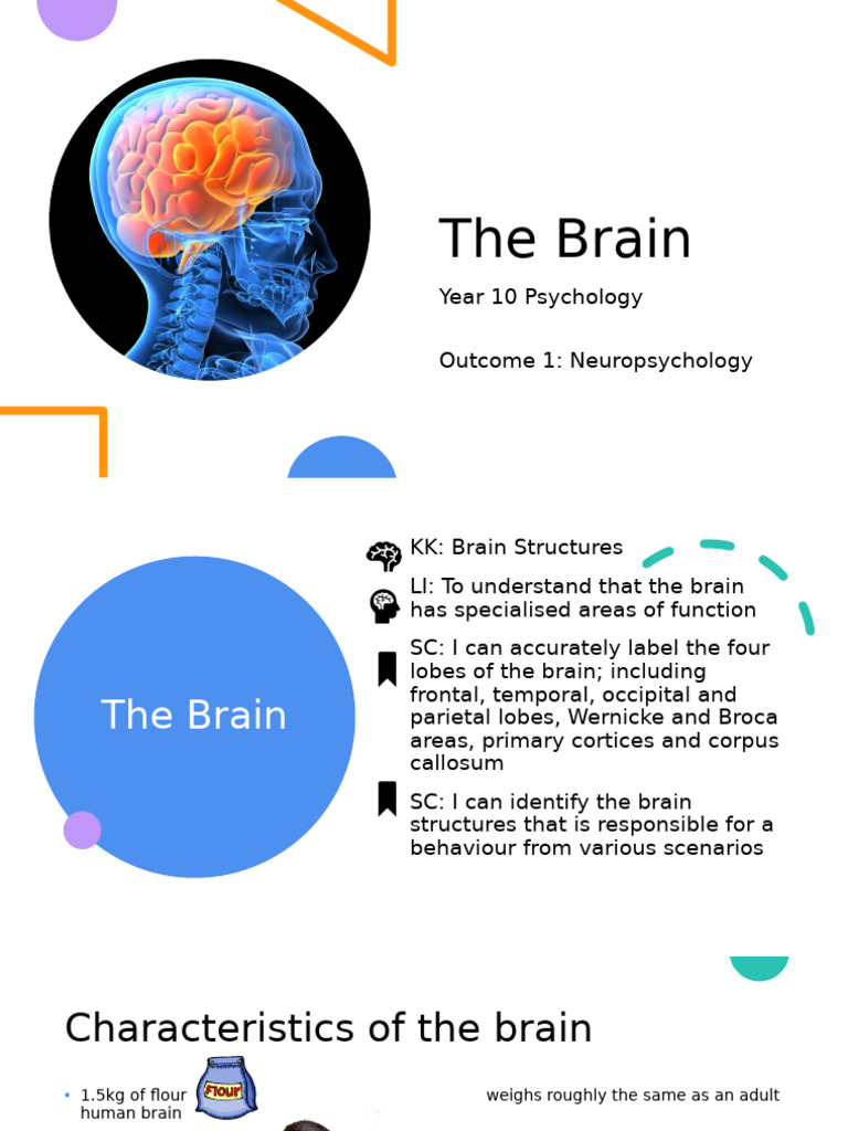 1.4 Brain Introduction 10 PSY 2024 | PDF | Cerebral Cortex | Cerebral ...