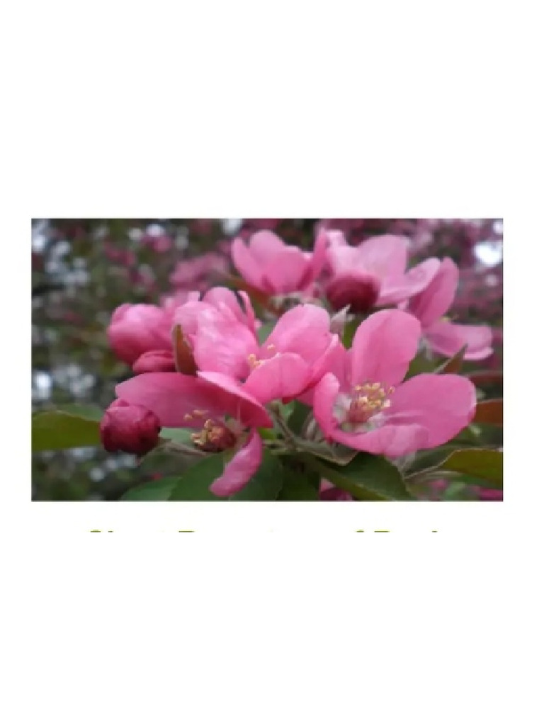 Fower Rose | PDF