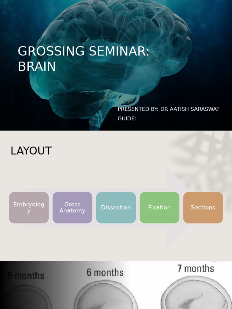 Brain | PDF | Brainstem | Cerebellum