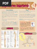 Anatomia da Região Glútea: Estruturas e Funções | PDF | Anatomia dos ...