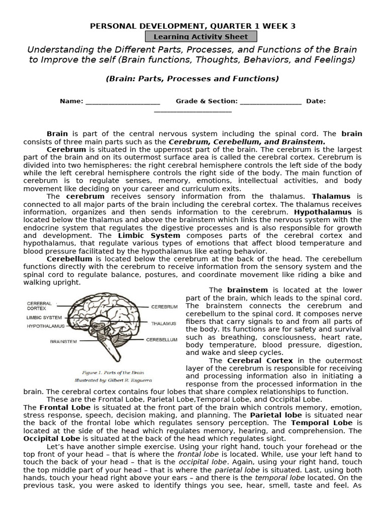 PERDEV-LAS3 | PDF | Cerebrum | Central Nervous System