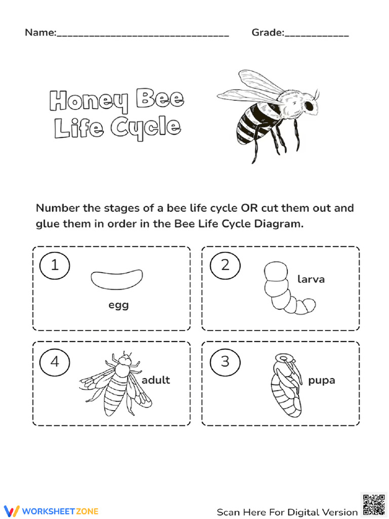 Honey Bee Life Cycle Sequencing | PDF