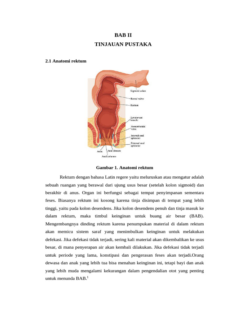 Anatomi Rektum | PDF