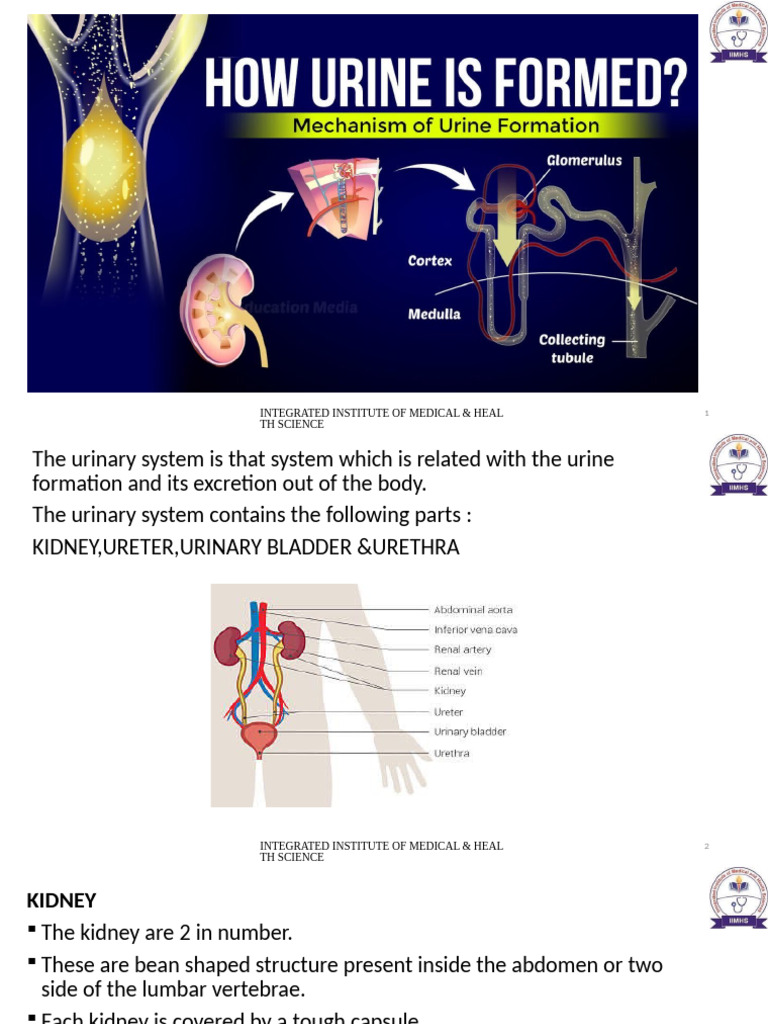 Anatomy and Function of the Urinary System | PDF | Kidney | Urinary System
