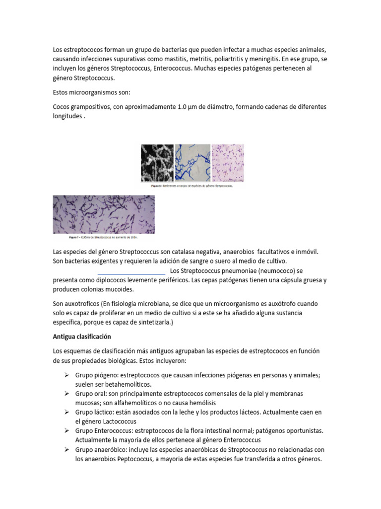Streptococcus - Enterococcus | PDF | Estreptococo | Infección