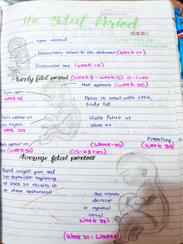 Fetal Development Milestones by Week | PDF