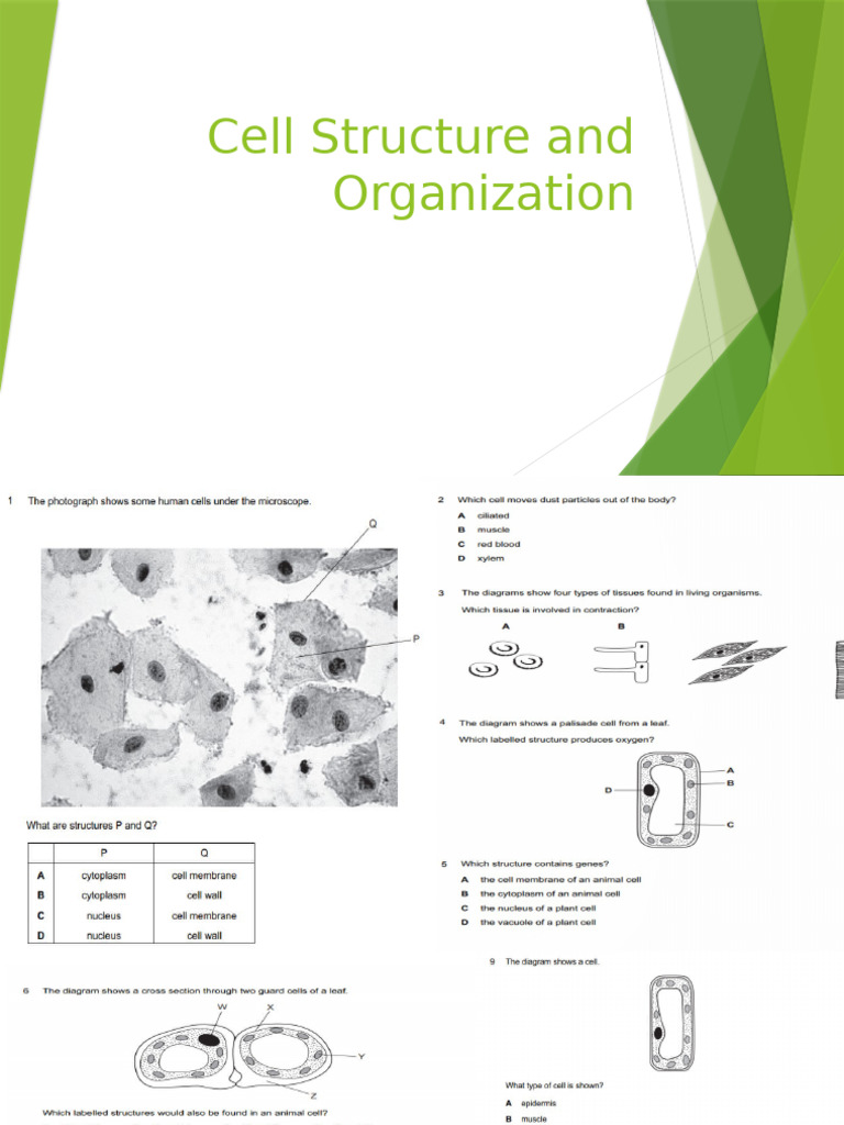 Biology: Cell Structure Investigation | PDF