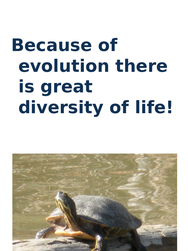 Lesson 7 Evolutionary Relationships | PDF | Genus | Taxonomy (Biology)